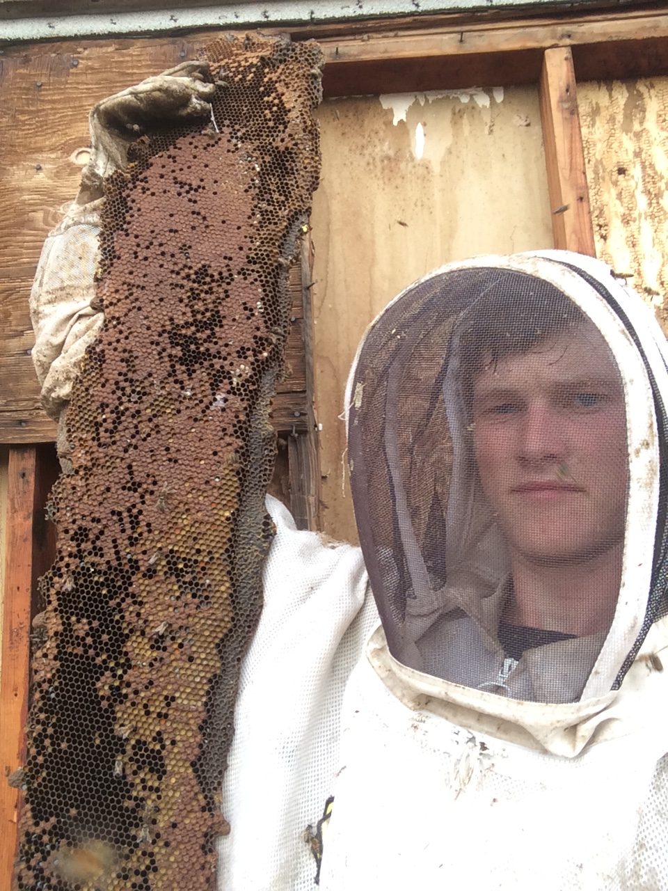 About - Stung and Sticky Beekeeper LLC - Live Bee Removal Phoenix Arizona