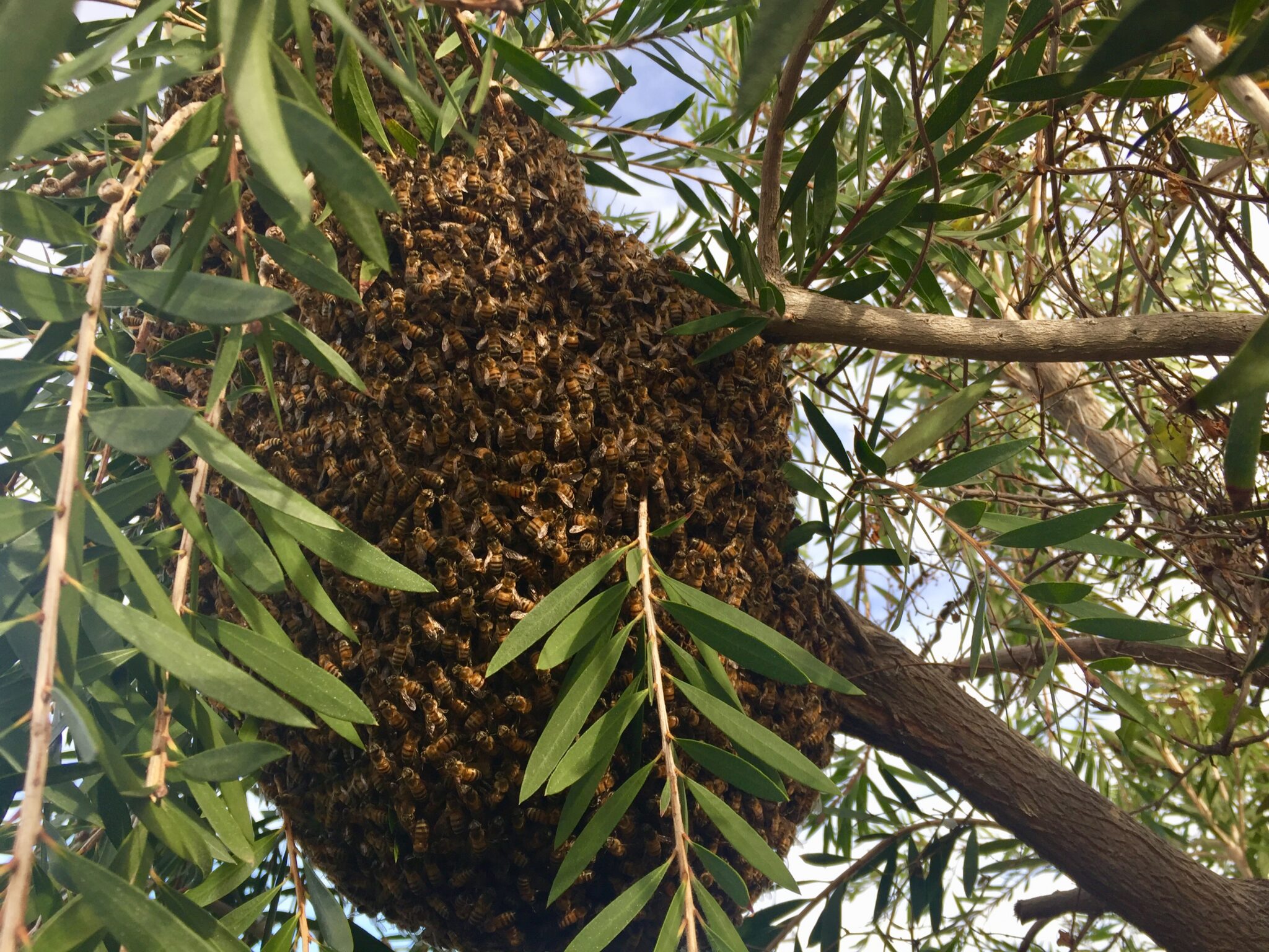 Bee Removal Mesa - Stung and Sticky Beekeeper LLC - Live Bee Removal ...