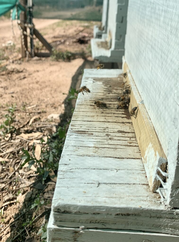 Bee Removal Scottsdale - Stung and Sticky Beekeeper LLC - Live Bee ...