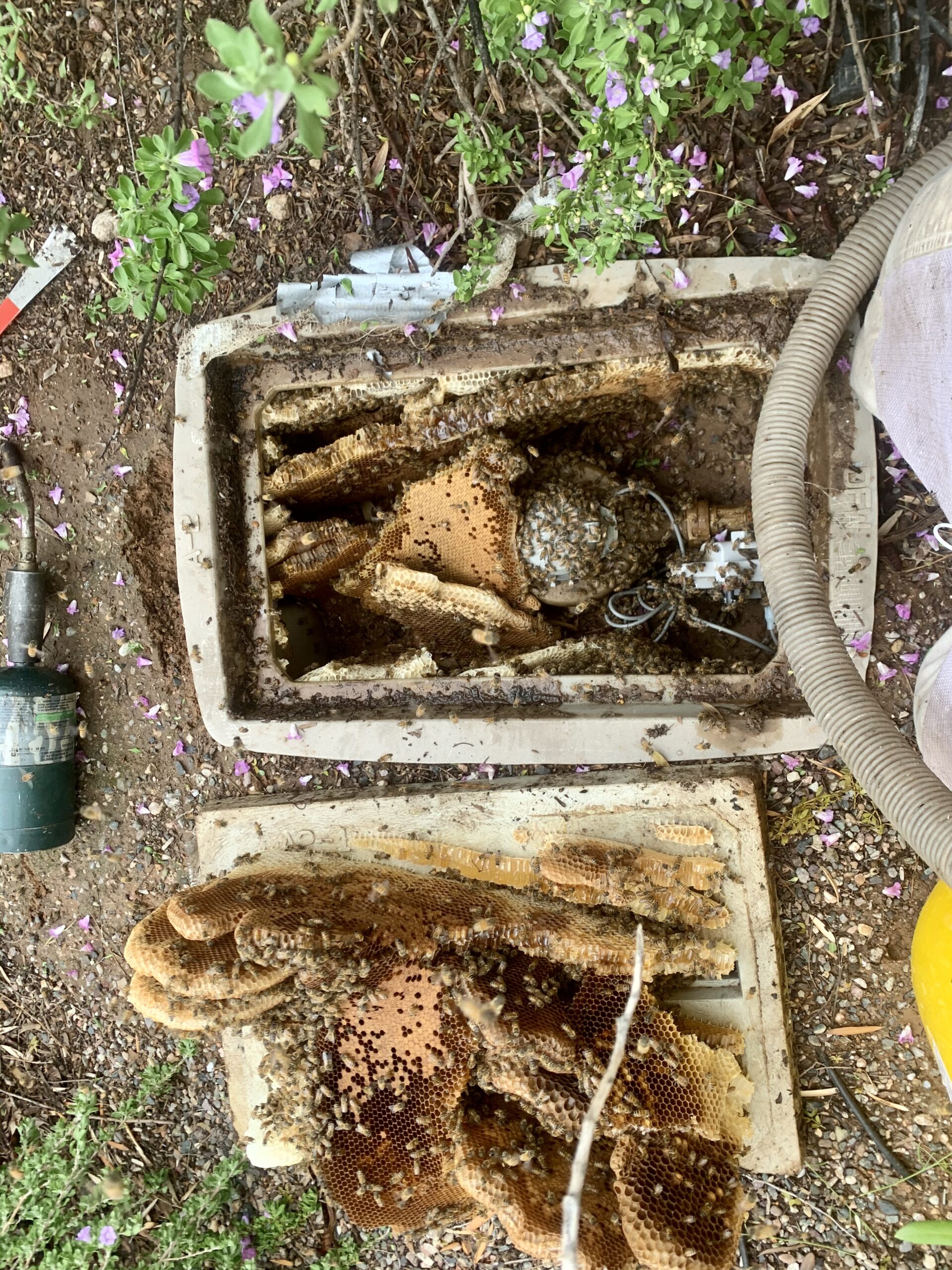 Bee Removal - Stung and Sticky Beekeeper LLC - Live Bee Removal Phoenix ...