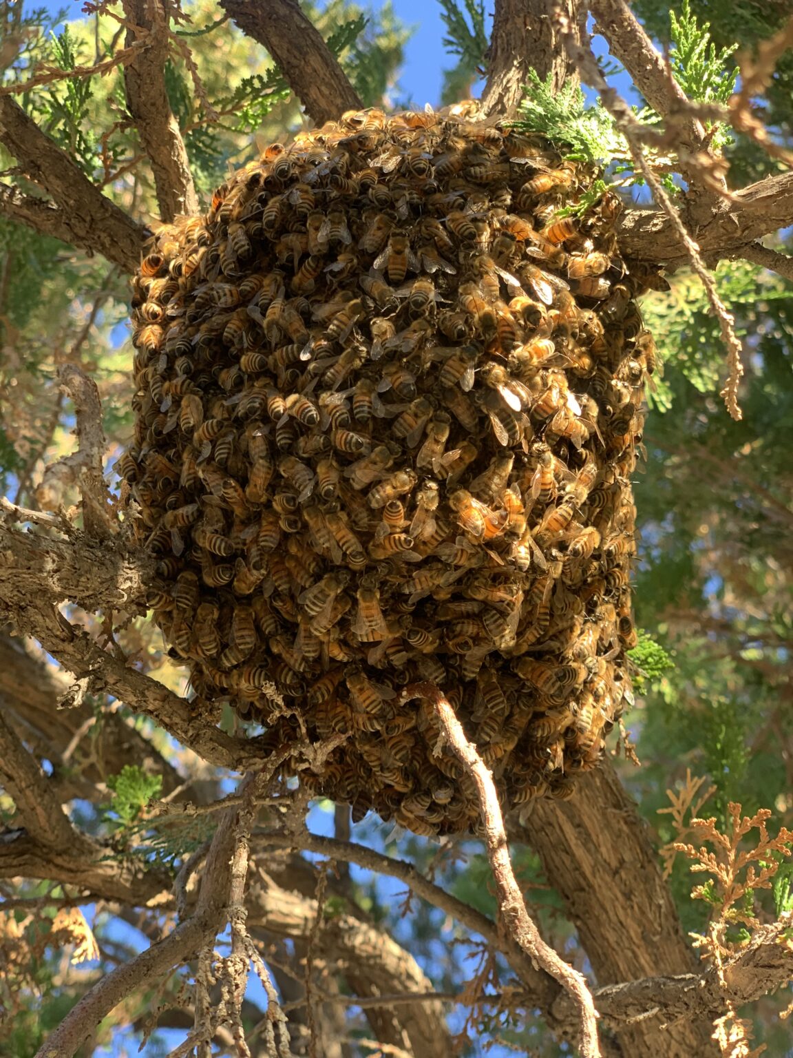 Bee Removal Mesa - Stung and Sticky Beekeeper LLC - Live Bee Removal ...