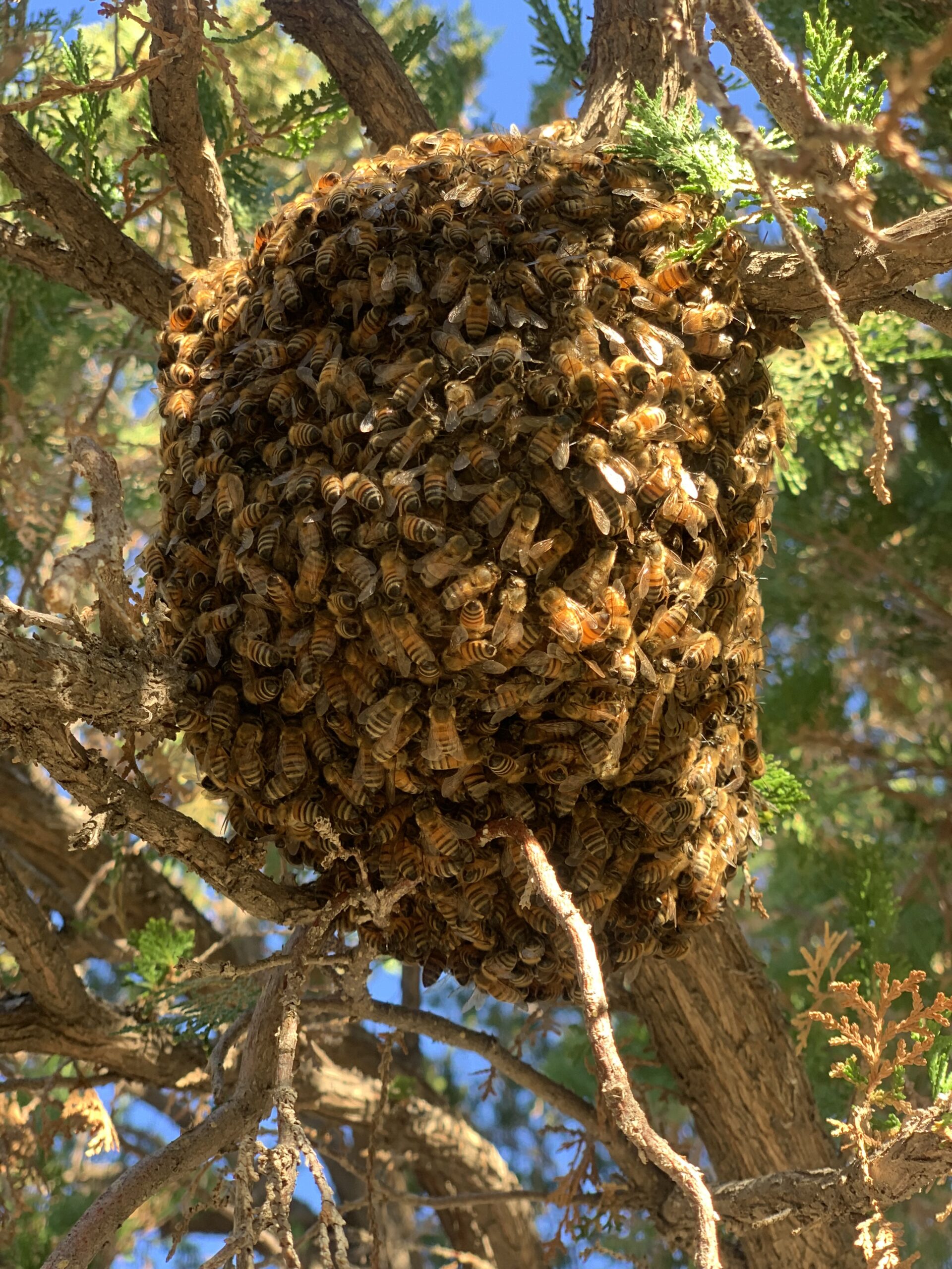 Bee Removal - Stung and Sticky Beekeeper LLC - Live Bee Removal Phoenix ...