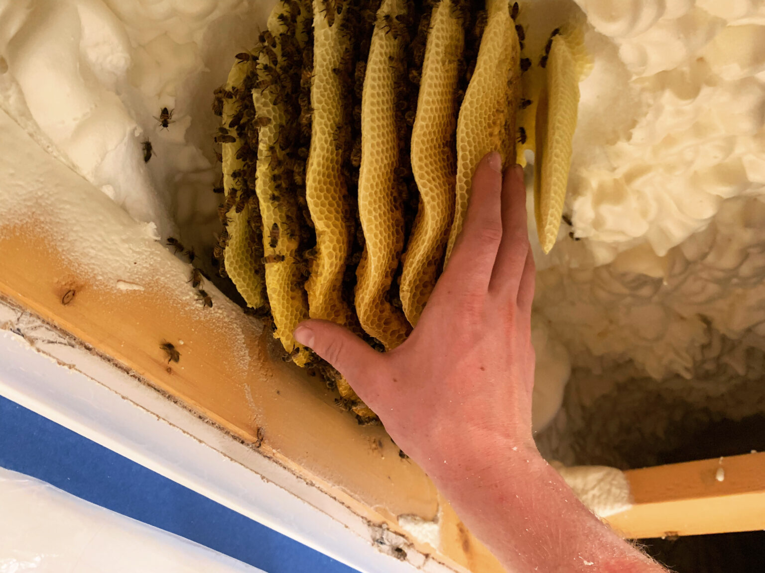 Bee Removal - Stung and Sticky Beekeeper LLC - Live Bee Removal Phoenix ...